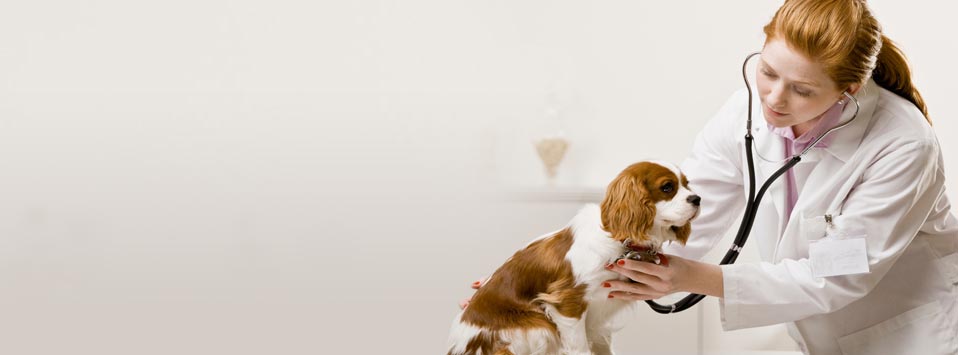 Estudia Técnico Laboral por Competencias en Asistente de Veterinaria en ...